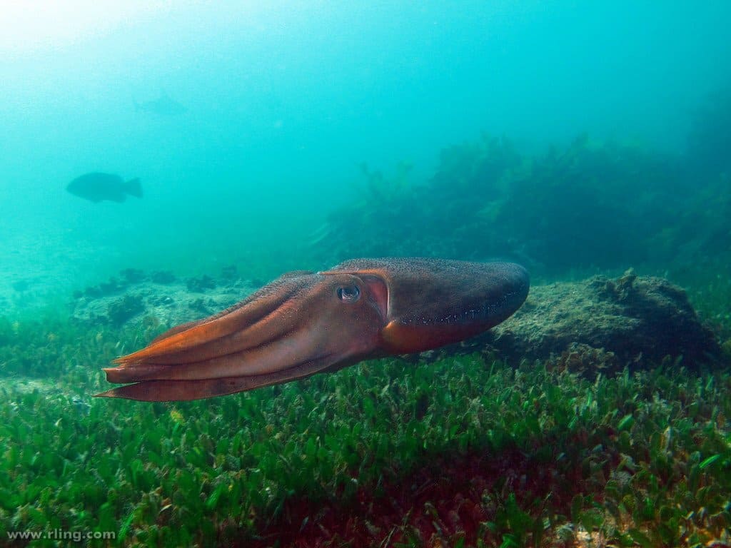 No Seagrass? No See Fish. (Sorry Oz.) – Ecosystems & Me